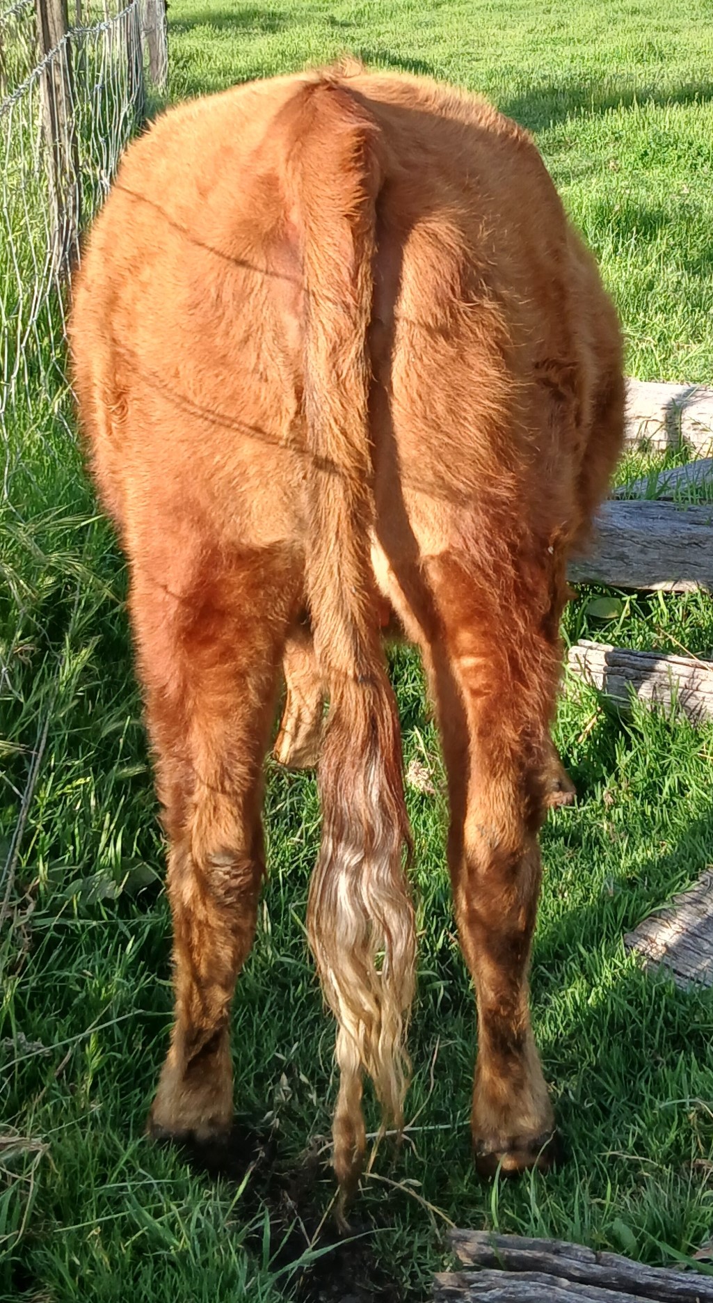 Dexter On Farm Challenge (OFC) 2024 – SA Dexter Cattle Group
