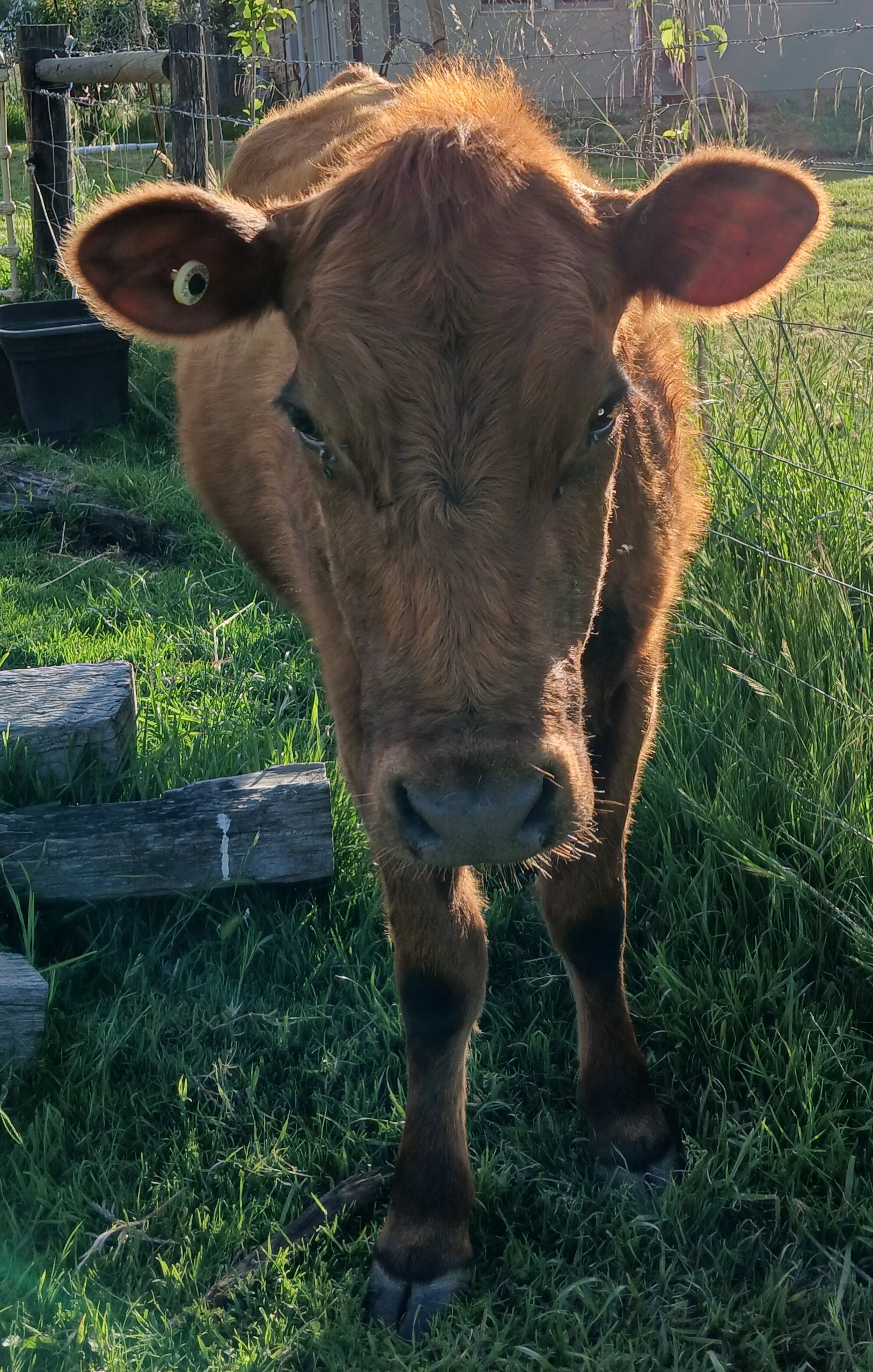 Dexter On Farm Challenge (OFC) 2024 – SA Dexter Cattle Group