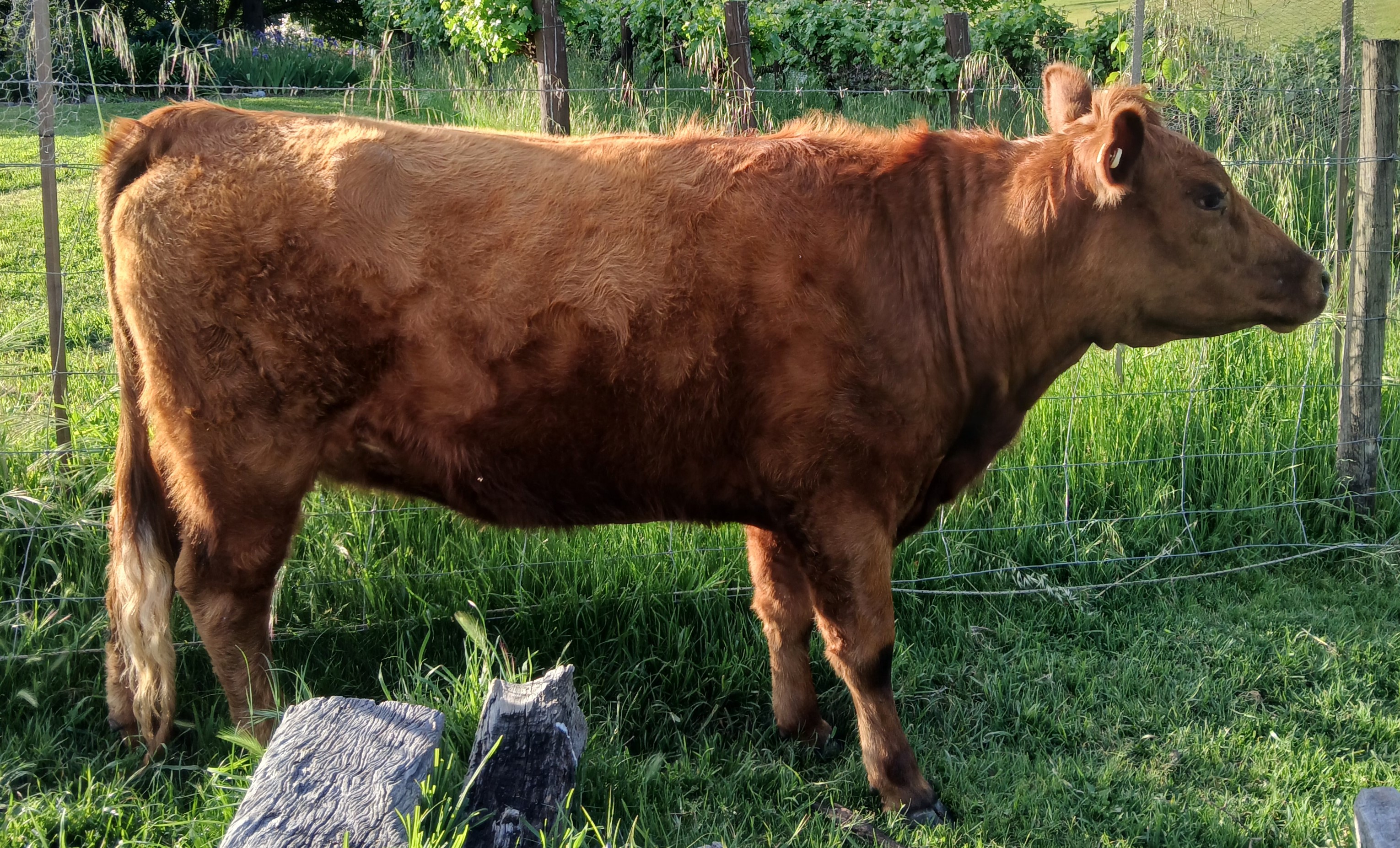 Dexter On Farm Challenge (OFC) 2024 – SA Dexter Cattle Group