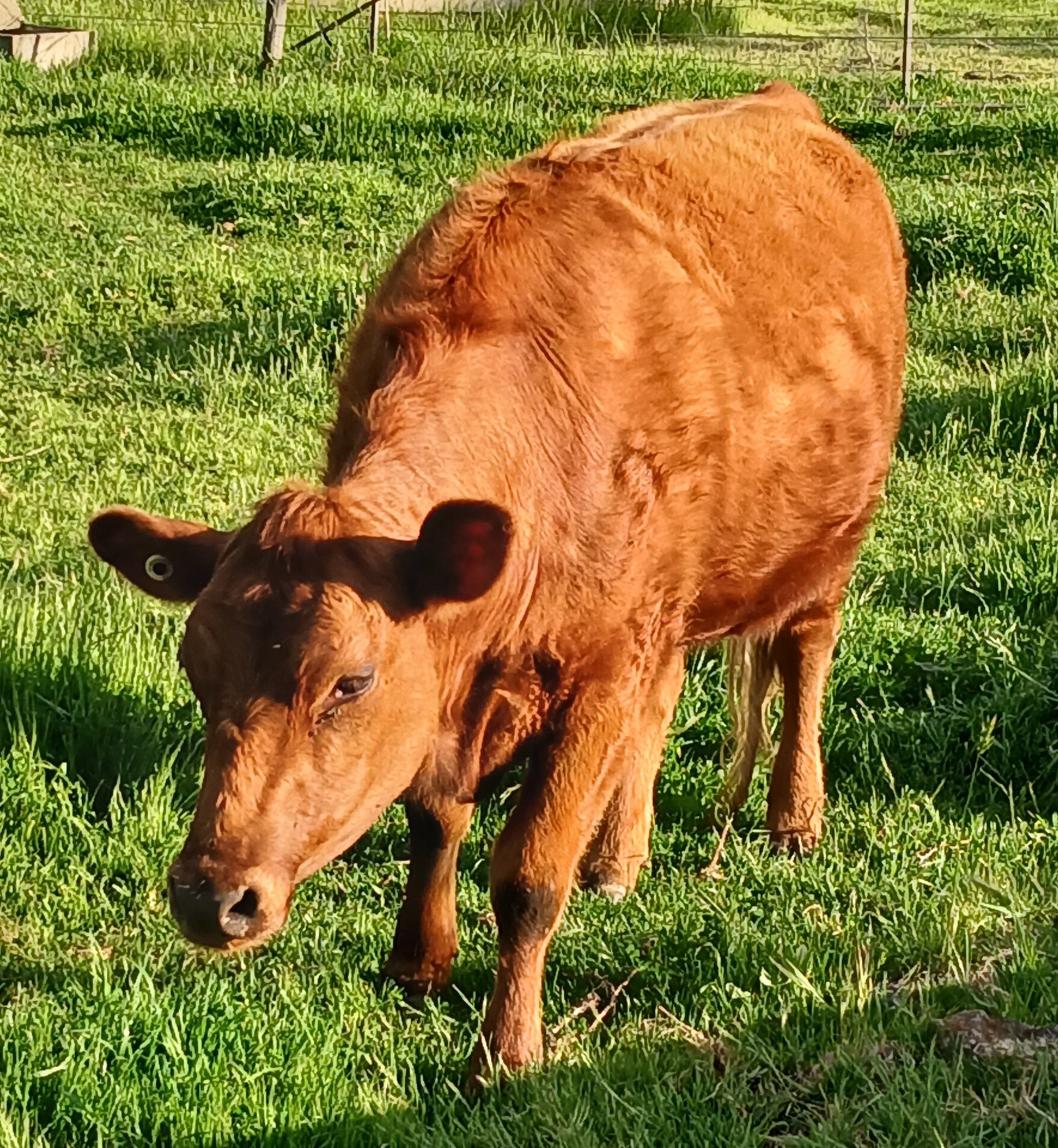 Dexter On Farm Challenge (OFC) 2024 – SA Dexter Cattle Group