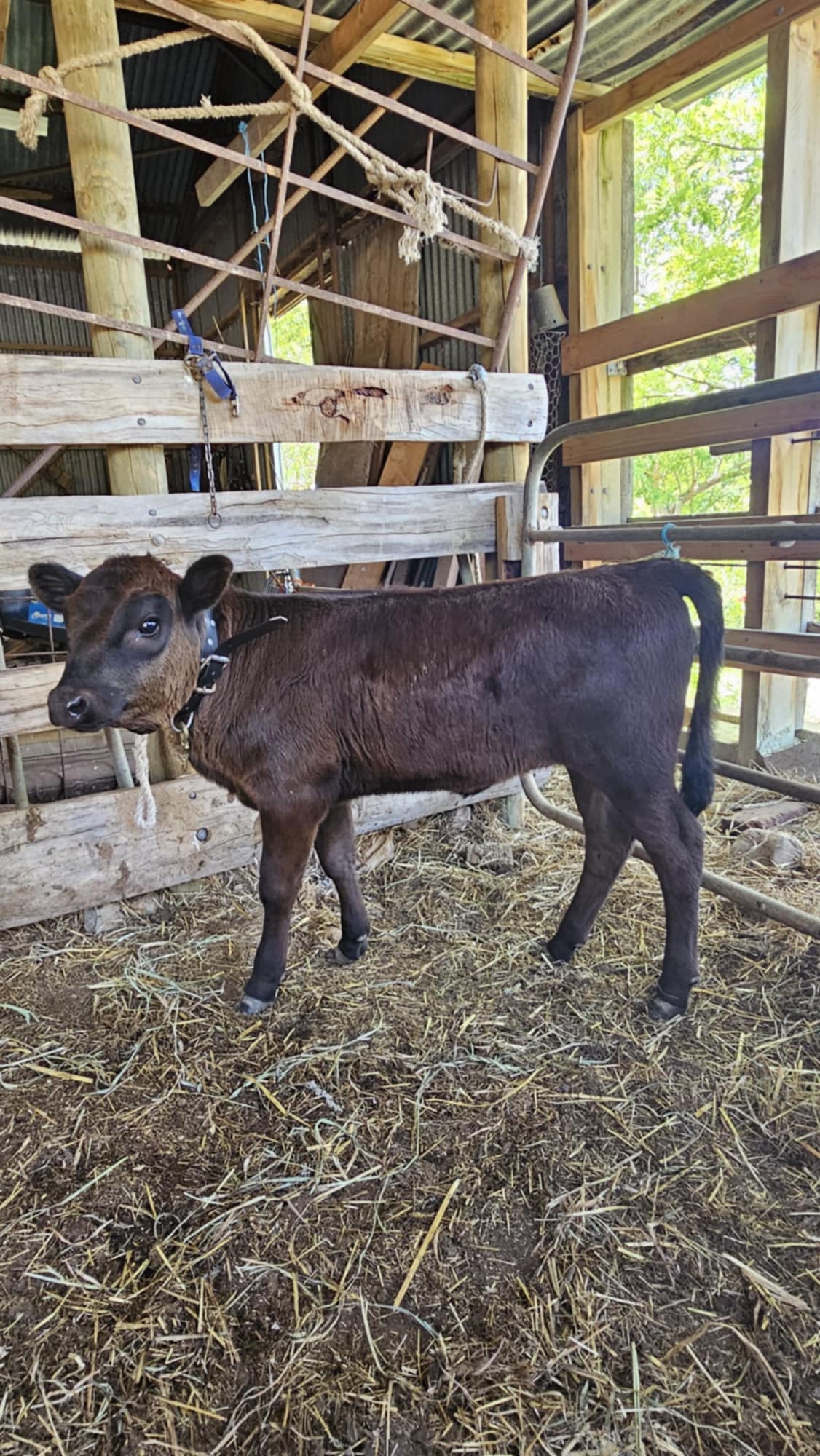 Dexter On Farm Challenge (OFC) 2024 – SA Dexter Cattle Group