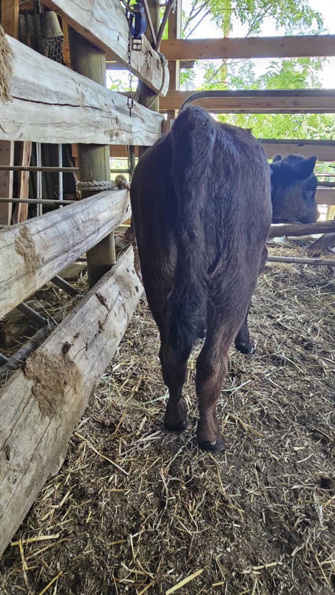 Dexter On Farm Challenge (OFC) 2024 – SA Dexter Cattle Group